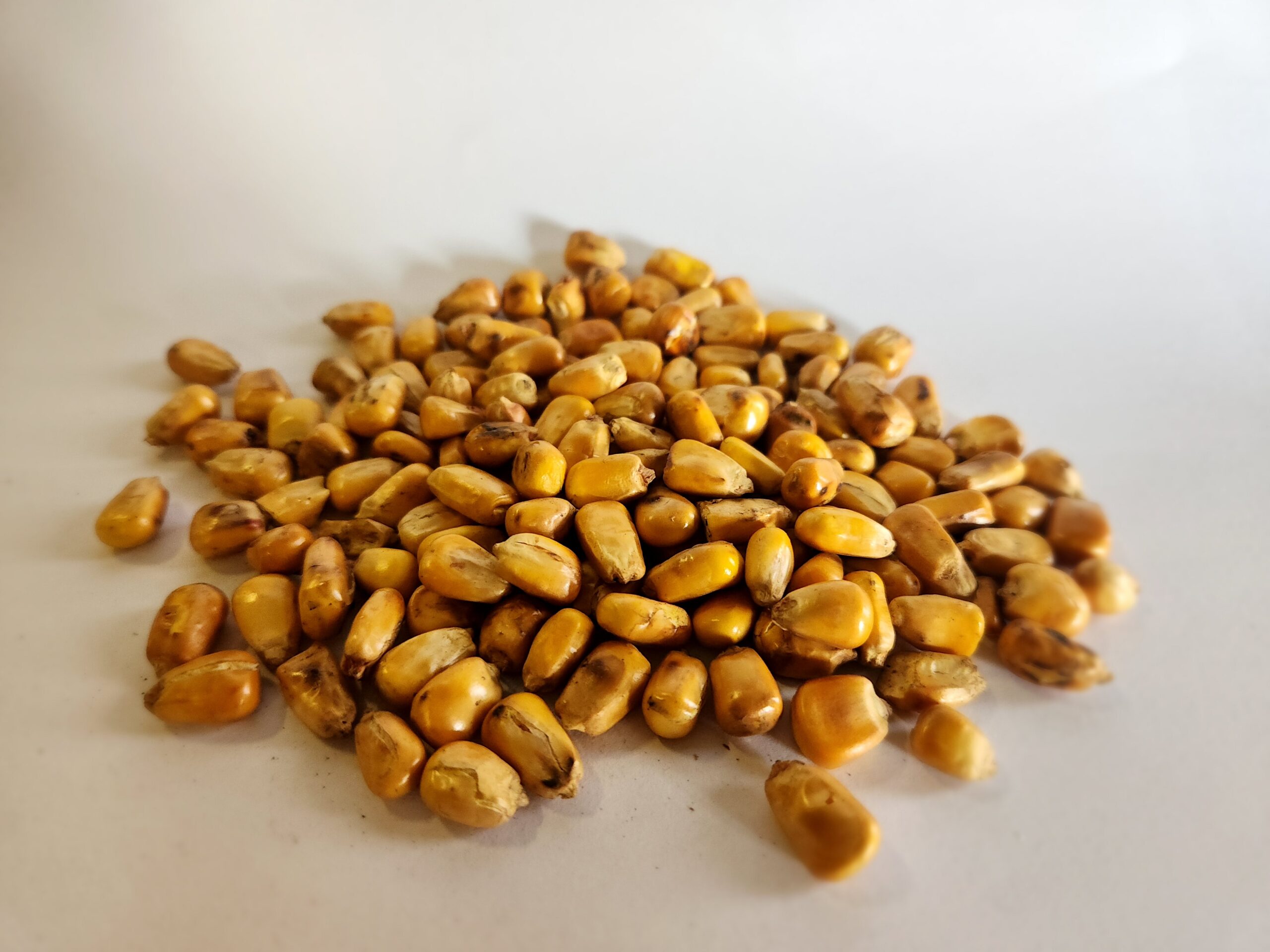 Roasted Corn | Enhance Feed Quality with Red Jacket System